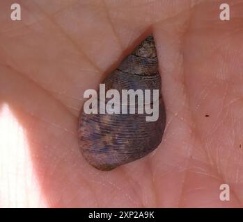 Mangrove Periwinkle (Littoraria angulifera) Mollusca Stock Photo - Alamy