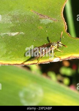 Gregarious Paper Wasps (Agelaia) Insecta Stock Photo - Alamy