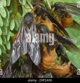 African Thief Ant (Carebara vidua) Insecta Stock Photo - Alamy