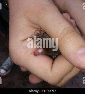 Eastern Mole (Scalopus aquaticus) Mammalia Stock Photo - Alamy
