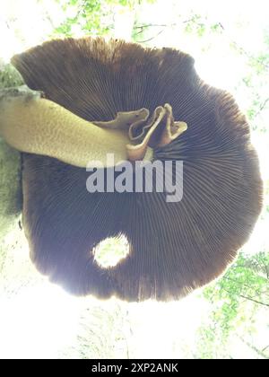 (Cyclocybe parasitica) Fungi Stock Photo - Alamy