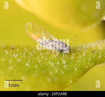 Potato Psyllid (Bactericera cockerelli) Insecta Stock Photo - Alamy
