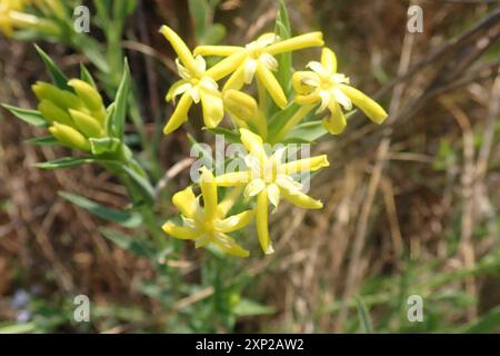 Common Curryflower (Lasiosiphon capitatus) Plantae Stock Photo - Alamy