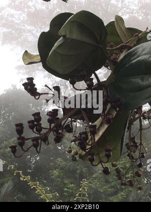 motley meriania (Meriania nobilis) Plantae Stock Photo - Alamy
