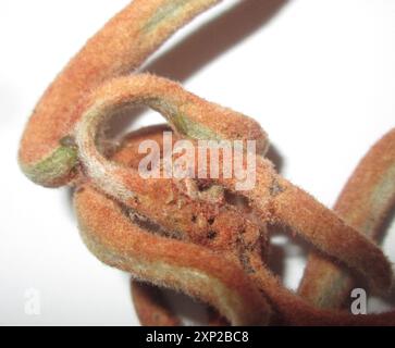 silver terminalia (Terminalia sericea) Plantae Stock Photo - Alamy