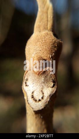 Japanese walnut (Juglans ailantifolia) Plantae Stock Photo - Alamy