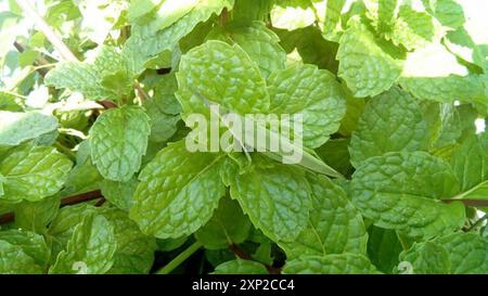 Pink-winged Grasshopper (Atractomorpha sinensis) Insecta Stock Photo ...