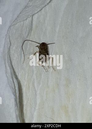Giant and Wood Cockroaches (Blaberoidea), Insecta, Hobart TAS ...