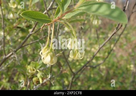 Hairy Bluebush (Diospyros lycioides sericea) Plantae Stock Photo - Alamy