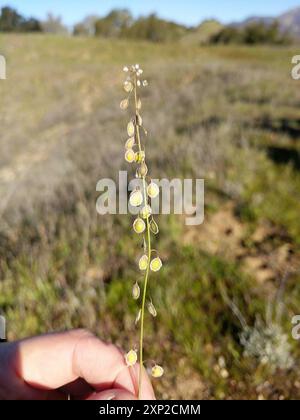 Fringepods (Thysanocarpus) Plantae Stock Photo - Alamy