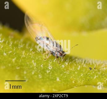 Potato Psyllid (Bactericera cockerelli) Insecta Stock Photo - Alamy