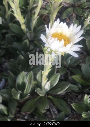 Haast's Mountain Daisy (Celmisia haastii) Plantae Stock Photo - Alamy
