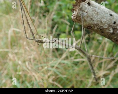 New Zealand Giant Stick Insect (Argosarchus horridus) Insecta Stock ...