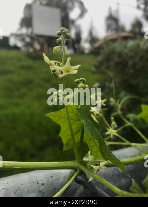 California manroot (Marah fabacea), Plantae, Fort Ord National Monument ...