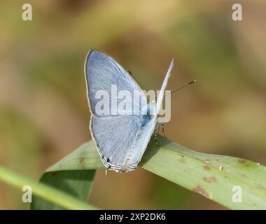 Forget-me-not (Catochrysops strabo) Insecta Stock Photo - Alamy