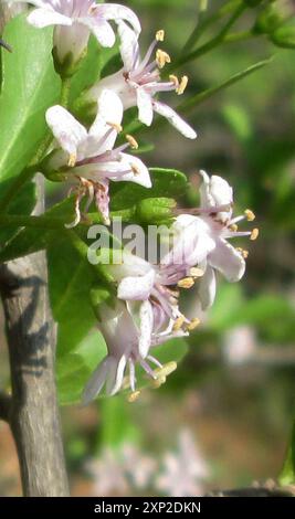 Puzzle Bush (Ehretia rigida) Plantae Stock Photo - Alamy