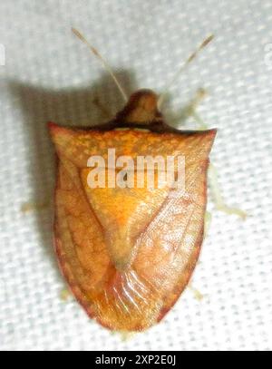 (Tripanda signitenens) Insecta Stock Photo - Alamy