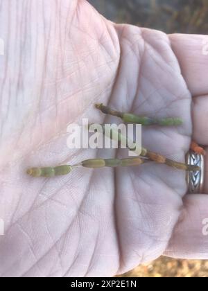 Virginia Glasswort (Salicornia depressa) Plantae Stock Photo - Alamy