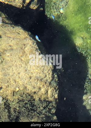 Ash Meadows Amargosa Pupfish (Cyprinodon nevadensis mionectes ...
