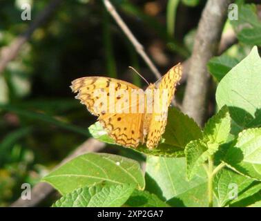 Common Leopard (Phalanta phalantha), Insecta, Kengeri Satellite Town ...