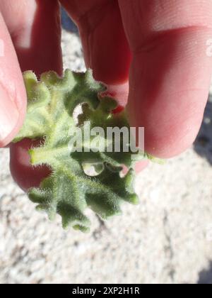 thickleaf rockdaisy (Perityle crassifolia) Plantae Stock Photo - Alamy