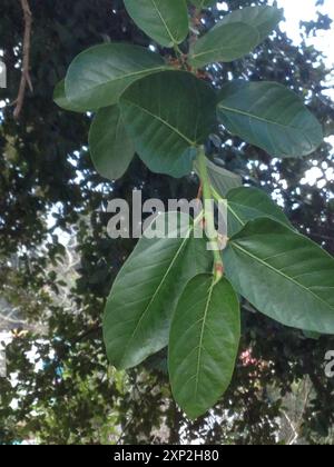 nacapul (Ficus cotinifolia) Plantae Stock Photo - Alamy