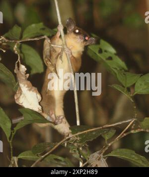 Mexican Mouse Opossum (Marmosa mexicana) Mammalia Stock Photo - Alamy