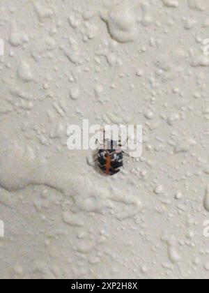 Common Carpet Beetle (Anthrenus scrophulariae) Insecta Stock Photo - Alamy