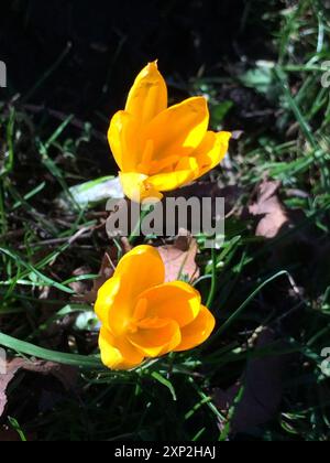 Dutch Yellow Crocus (Crocus × stellaris) Plantae Stock Photo - Alamy