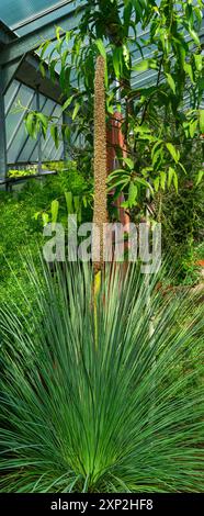 Grass Trees (Xanthorrhoea preissii also known as balga, formally as ...