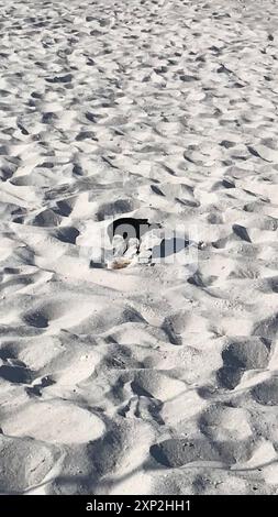 Fish Crow (Corvus ossifragus) Aves Stock Photo - Alamy