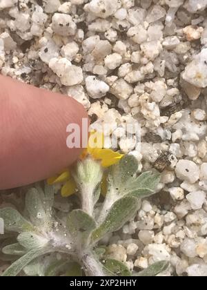 Wallace's woollydaisy (Eriophyllum wallacei) Plantae Stock Photo - Alamy