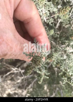 Burrobush (Ambrosia dumosa) Plantae Stock Photo - Alamy