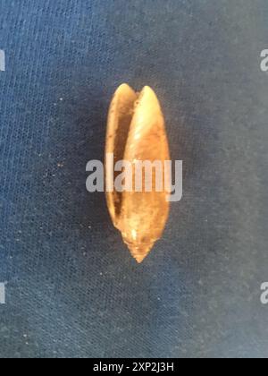 Lettered Olive (Oliva sayana) Mollusca Stock Photo - Alamy