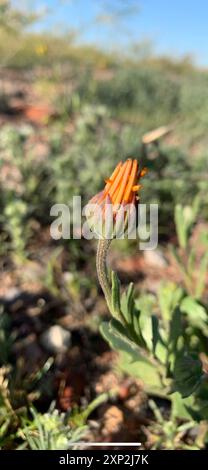 Cape marigold (Dimorphotheca sinuata) Plantae Stock Photo - Alamy