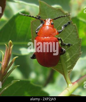 (Diamphidia femoralis) Insecta Stock Photo - Alamy