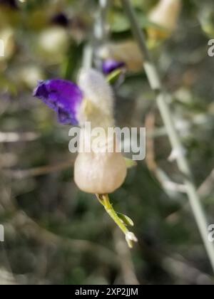 Paperbag Bush (Scutellaria mexicana) Plantae Stock Photo - Alamy
