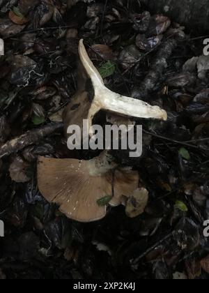 Giant Gray Milk Cap (Lactarius argillaceifolius megacarpus) Fungi Stock ...