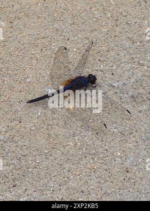 Indigo Dropwing (Trithemis festiva) Insecta Stock Photo - Alamy