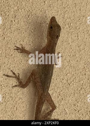 Border Anole (Anolis limifrons) Reptilia Stock Photo - Alamy
