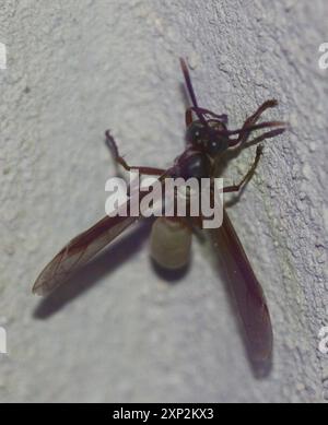 Central American Paper Wasp (Apoica pallens) Insecta Stock Photo - Alamy