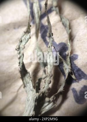 cartilage lichen (Ramalina celastri) Fungi Stock Photo - Alamy