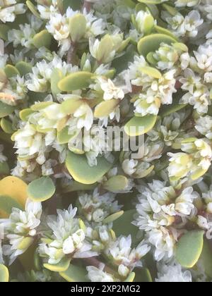 Frost Mat (Achyronychia cooperi) Plantae Stock Photo - Alamy