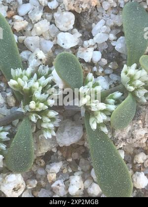 Frost Mat (Achyronychia cooperi) Plantae Stock Photo - Alamy