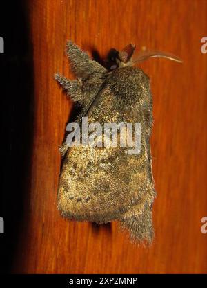 Lappet Moths (Lasiocampidae) Insecta Stock Photo - Alamy