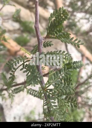 elephant tree (Bursera microphylla) Plantae Stock Photo - Alamy