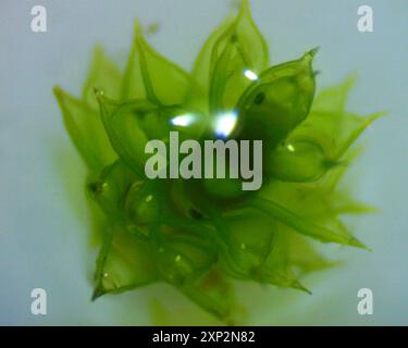smooth hook moss (Leucodon julaceus) Plantae Stock Photo - Alamy