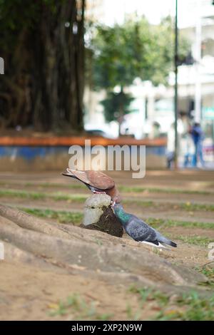 Two doves of different colors are perched near the roots of a large ...