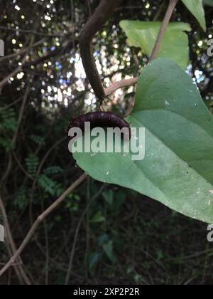 Polydamas Swallowtail (Battus polydamas) Insecta Stock Photo - Alamy