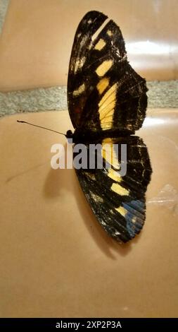 (Eresia polina) Insecta Stock Photo - Alamy